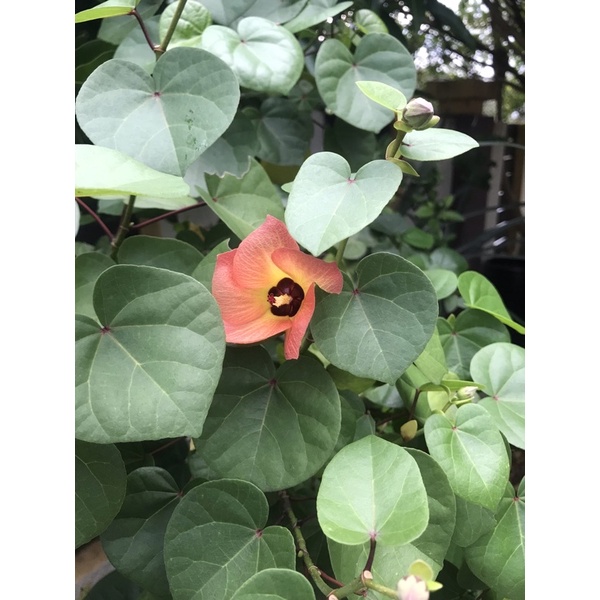 Hibiscus Tiliaceus Plant Tree (Pokok Bebaru Bulu) 黄槿 Sea Hibiscus ...