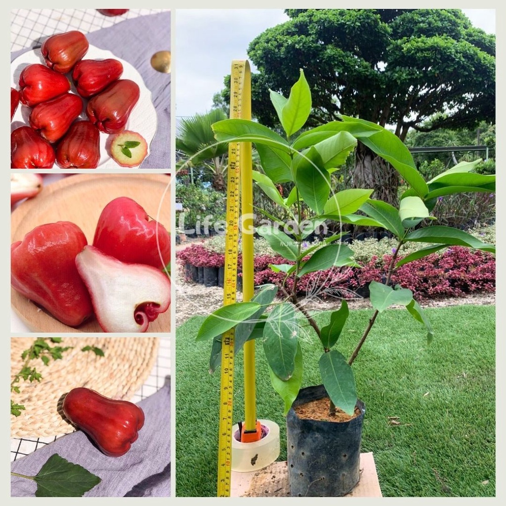 [Life_Garden] Anak Pokok Jambu Air Madu/ Watery Rose Apple Tree ...