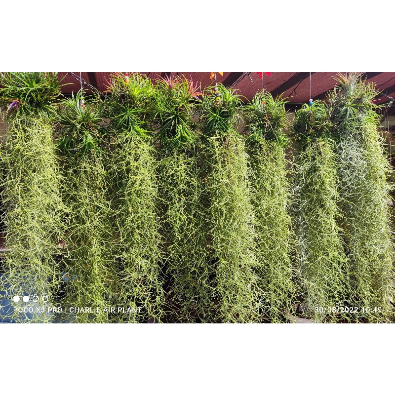 IONANTHA CLUMP + SPANISH MOSS JANGGUT ADAM BESAR Hanging Plant | Shopee ...
