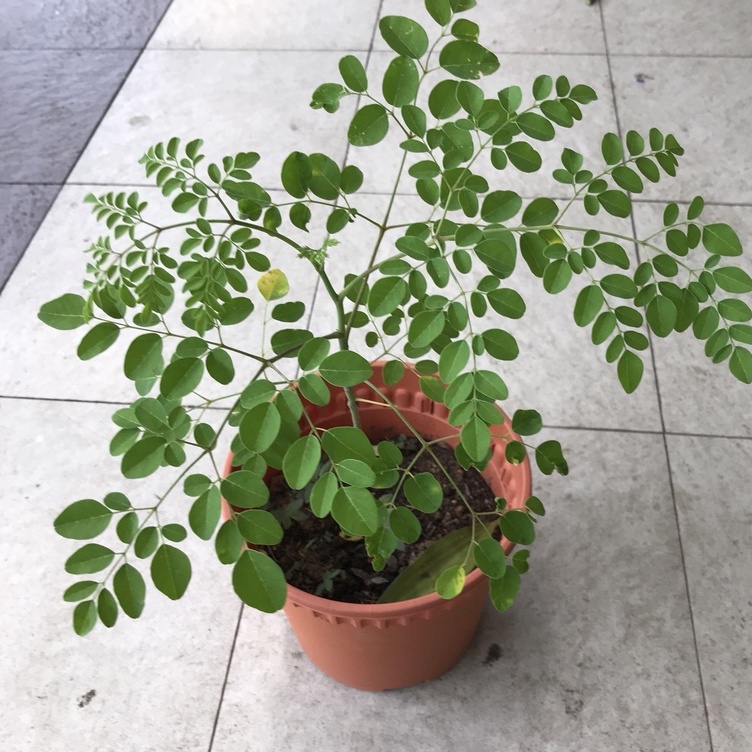 Pokok Kelor / Moringa (Moringa oleifera) - Pokok Hidup / Live Plant ...