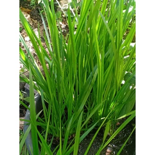 Benih pokok Jerangau Hijau | Shopee Malaysia