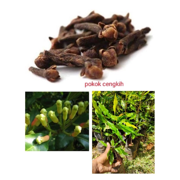Anak Pokok cengkih/herba/bunga kelulut | Shopee Malaysia