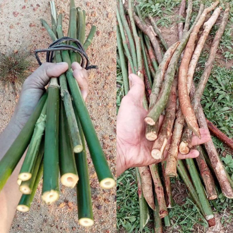 buluh pancang bulat tebal (80cm panjang). kayu pancang. | Shopee Malaysia
