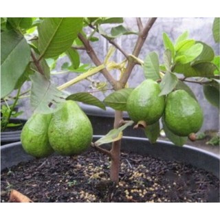 Anak Pokok Jambu Batu Lohan / jambu buah besar / Live plant | Shopee ...