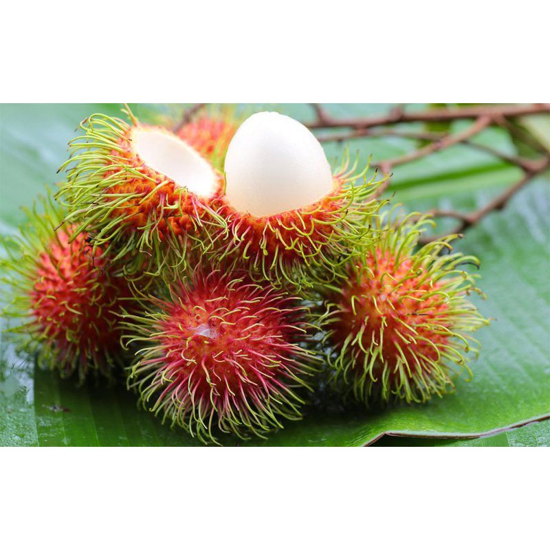 Anak Pokok Rambutan Anak Sekolah Hybrid | Shopee Malaysia