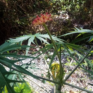 Pokok Gambir Sarawak | Shopee Malaysia