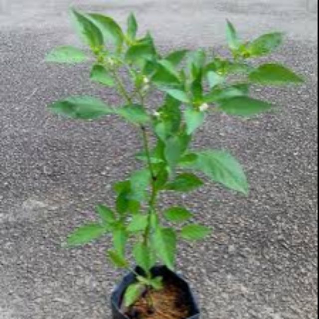 Cili Padi Kampung/Pokok Cili berbuah | Shopee Malaysia