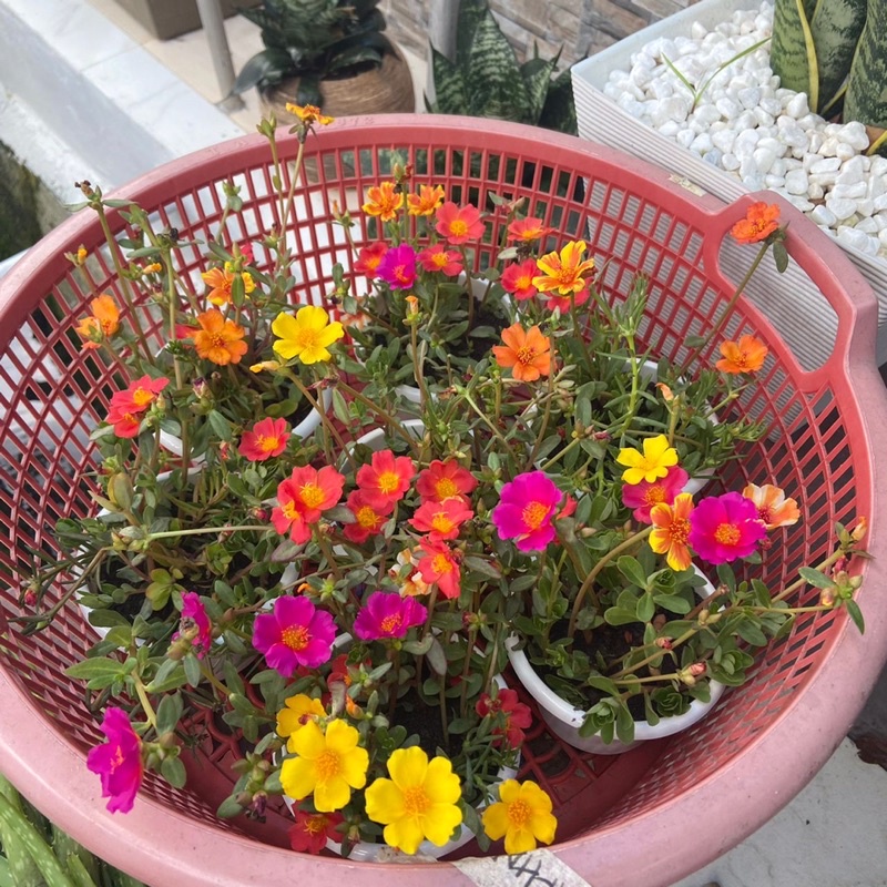 Keratan Batang pokok bunga 10 pagi | Shopee Malaysia