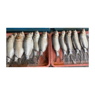 IKAN TERUBUK / TERUBOK MASIN ORI FRESH FROM SARAWAK DIJAMIN 100% SEDAP ...