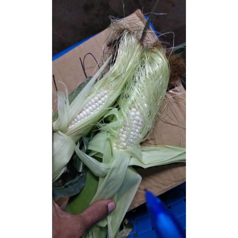 FRESH Cameron White Sweet Milk Corn Jagung Manis Segar Sayur- 1pc ...