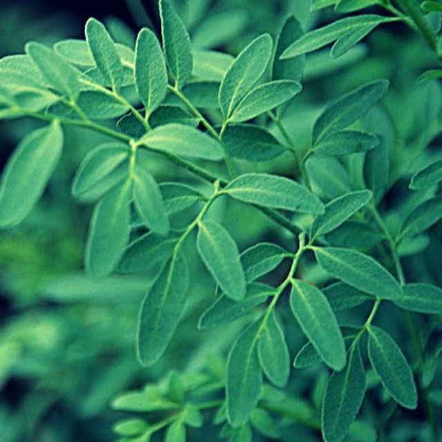 Anak Pokok Garuda - Pokok Herba - Organik | Shopee Malaysia