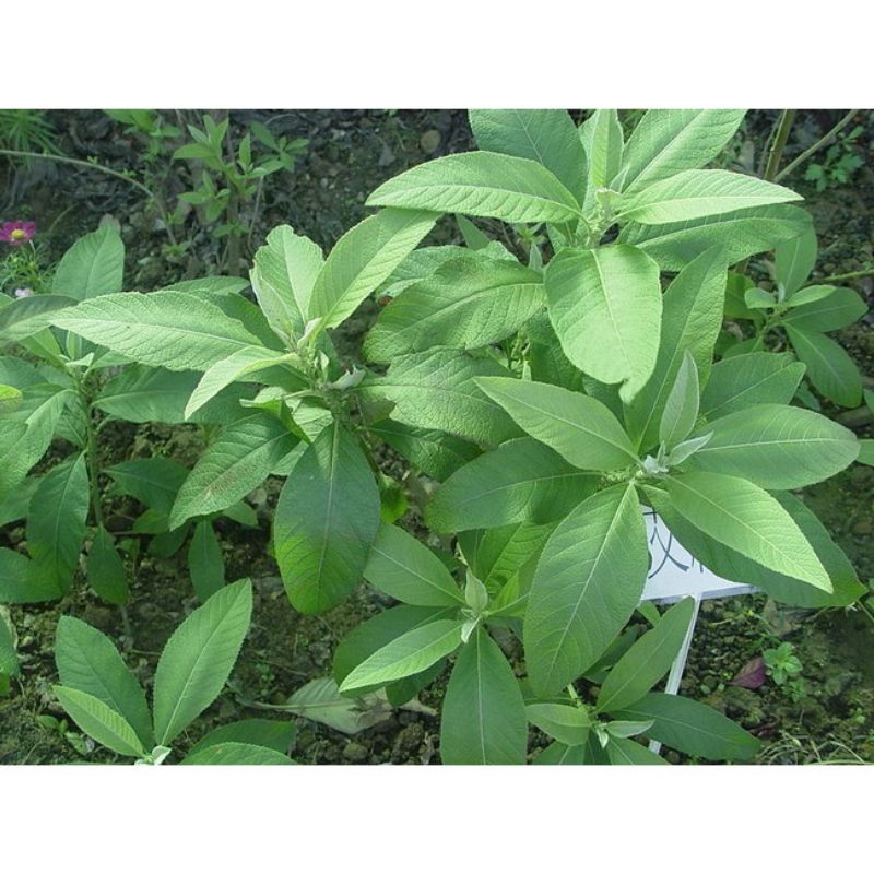 TAWAWO/CAPA/SAMBONG/TELINGA KERBAU | Shopee Malaysia