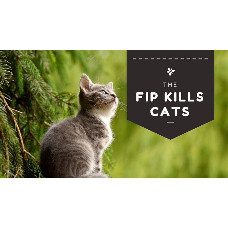 SET PENJAGAAN KUCING PENGIDAP FIP | Shopee Malaysia