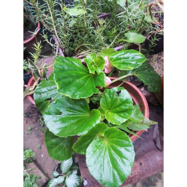 Begonia / Pokok Asam Batu Hijau ( tanpa pasu) | Shopee Malaysia