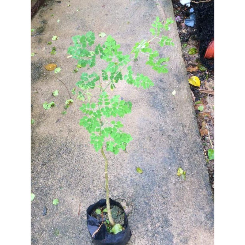 Anak Pokok Kelor Munggai Mungai Murunggai murungai remungai remunggai ...