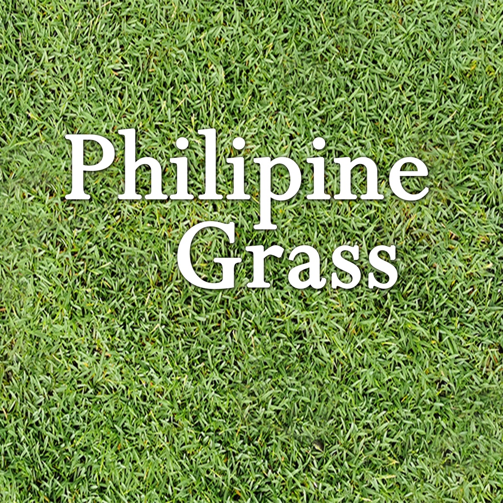 Rumput Filipina Philipine Grass Real Grass Rumput Hidup Pembekal Rumput ...