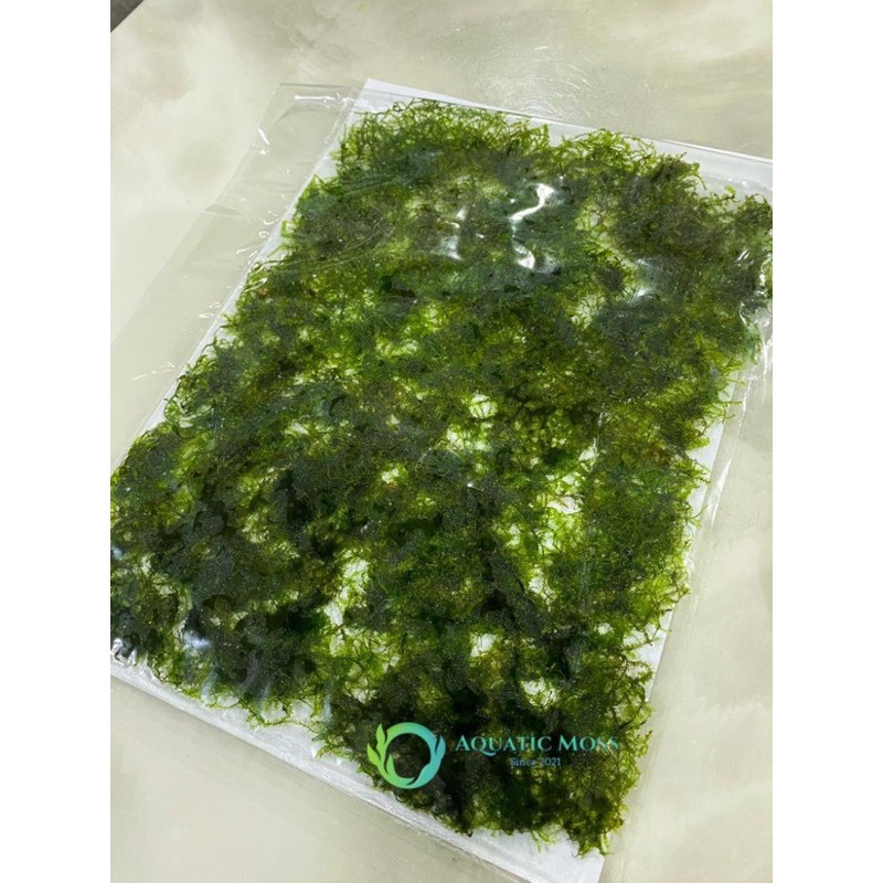 Java moss aquatic A4 size | Shopee Malaysia