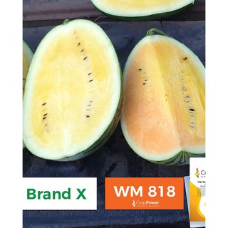 BIJI BENIH TEMBIKAI KUNING F1 QUEENSLAND WM818/YELLOW WATERMELON SEEDS ...
