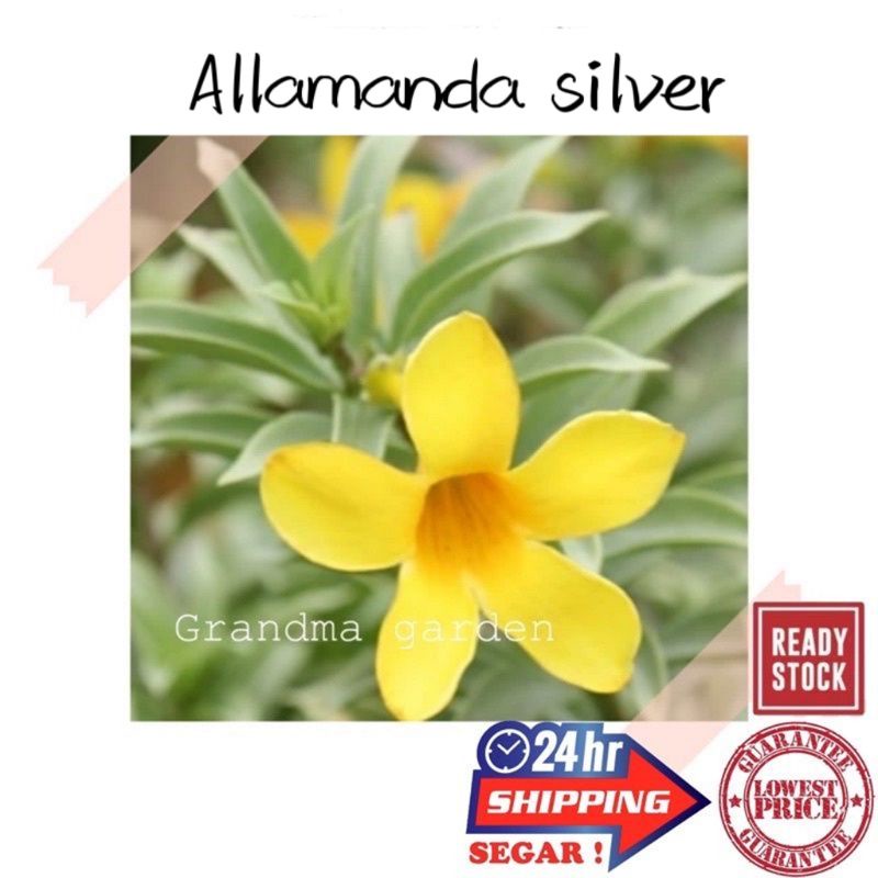 (GG real plant) allamanda silver ^ pokok bunga hidup hiasan rumah luar ...