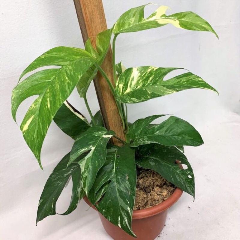 Epipremnum pinnatum albo variegated (epv) | Shopee Malaysia