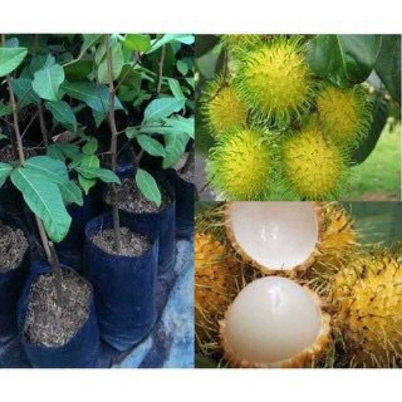 anak pokok rambutan gading (kuning) | Shopee Malaysia
