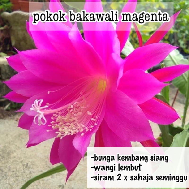 pokok bunga bakawali magenta, kembang siang | Shopee Malaysia