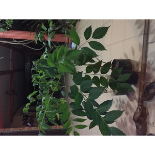Anak POKOK MELADA PAHIT / Lada Pahit / Brucea Javanica | Shopee Malaysia