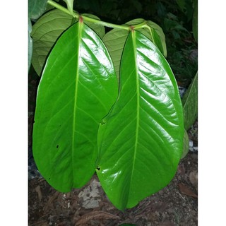 daun jambu bol/daun jambu kayu | Shopee Malaysia