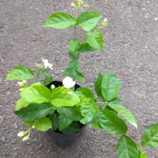 Pokok Bunga Melur (Arabian Jasmine). | Shopee Malaysia