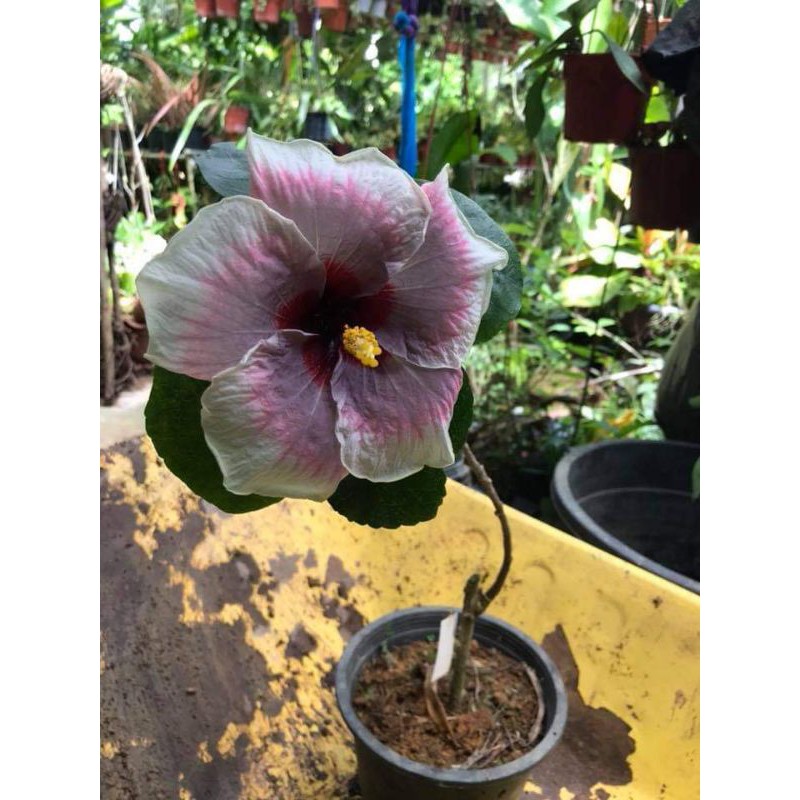 Taiwan reef [grafted Hibiscus] [real plant/anak pokok] bunga raya ...