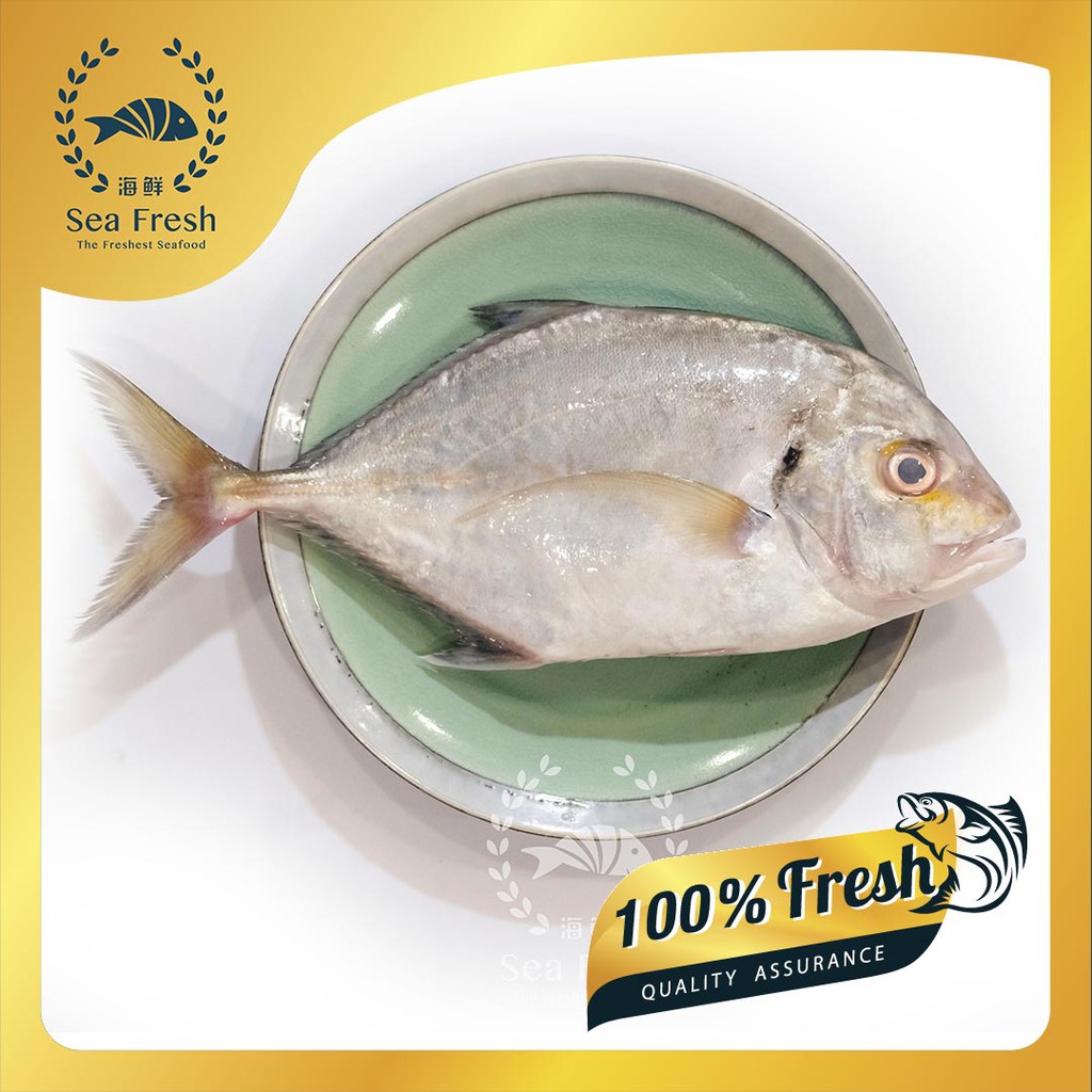 [Sea Fresh] Ikan Cermin | Black Diamond Trevally Fish | Fresh Frozen ...