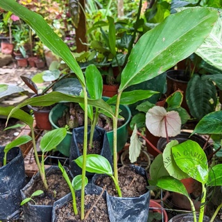 Tuhau/upak kechalak/Anak Pokok Tuhau Sabahan (E. COCCINEA) | Shopee ...