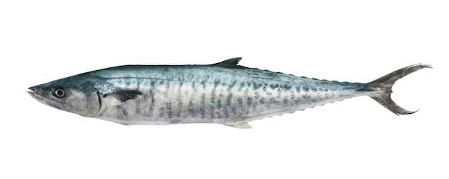 Ikan Tenggiri Batang / Mackerel - 1kg/pkt | Shopee Malaysia