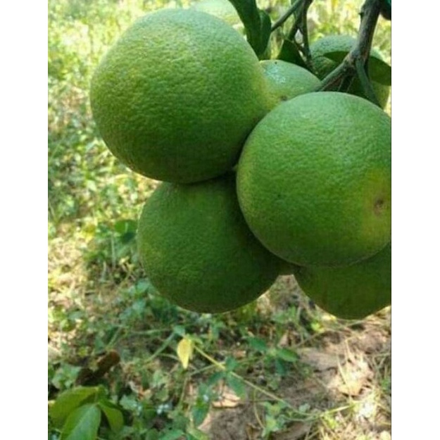 Pokok Limau Oren Sankist Hybrid | Shopee Malaysia