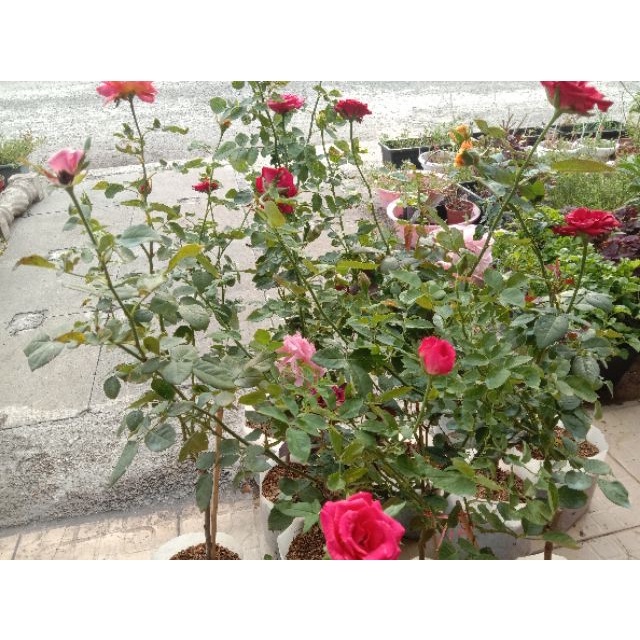 HOT NEW- BIG GRAFTED ROSE PLANTS- 4 POKOK ROSE BESAR DAN MERIMBUN RM ...