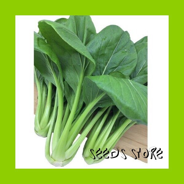 Vege Seeds / Sawi Chai Sim (100pcs) | Shopee Malaysia