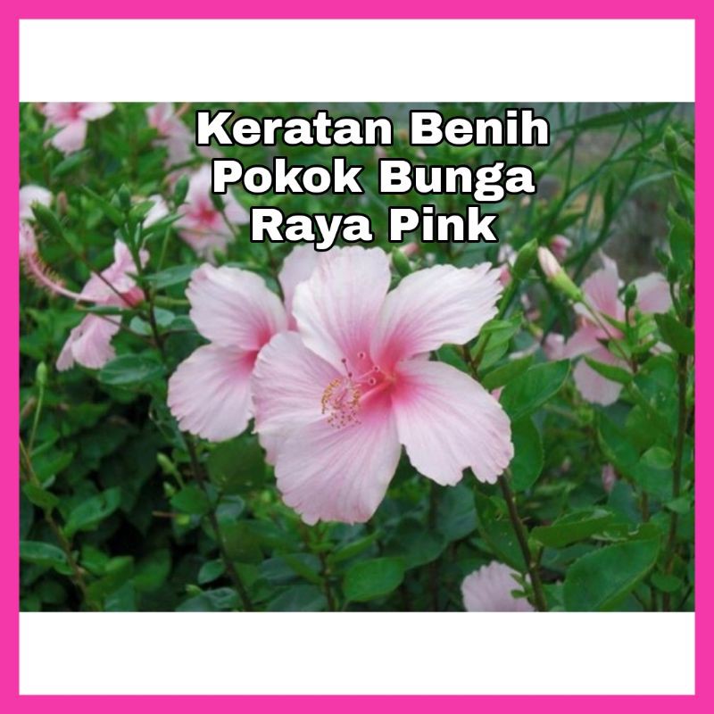 KERATAN BATANG BENIH POKOK BUNGA RAYA PINK 3 Btg | Shopee Malaysia