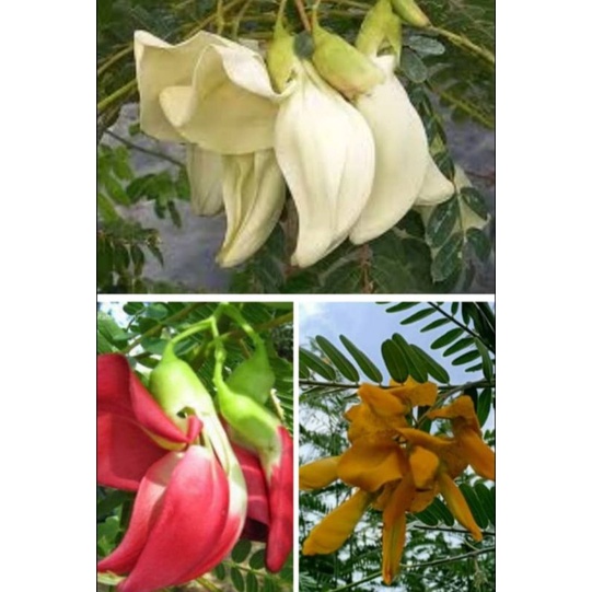 Anak pokok turi putih / merah /kuning dalam polibang | Shopee Malaysia