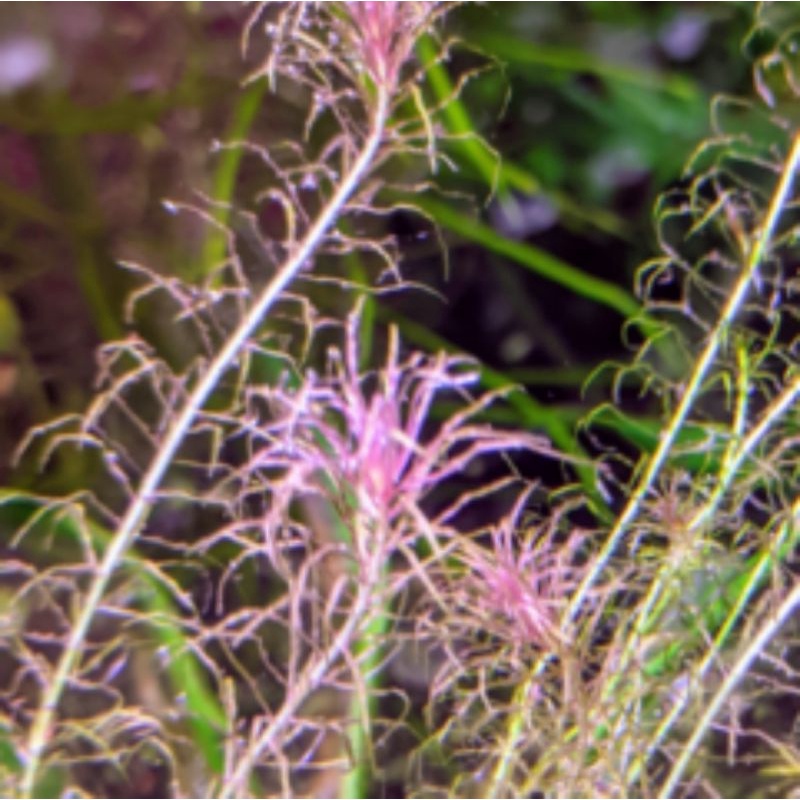 Mayaca sp."Santarem Red" (rare) 8 stem submersed (AquaticLifeShop ...