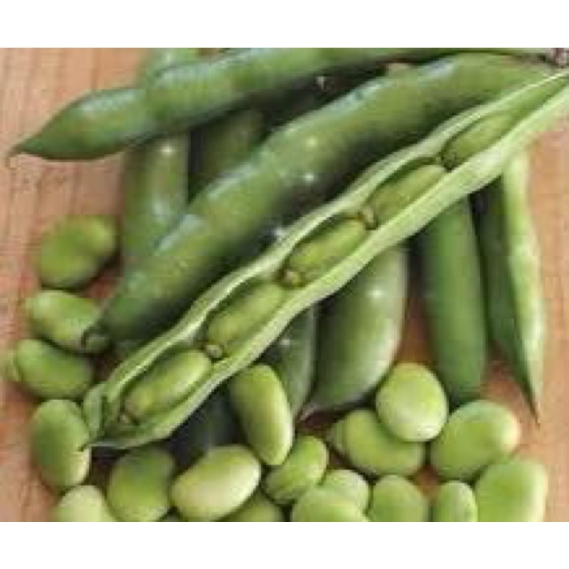 10pcs seeds KACANG SEPAT GIANT @ BESAR isi manis sedap | Shopee Malaysia