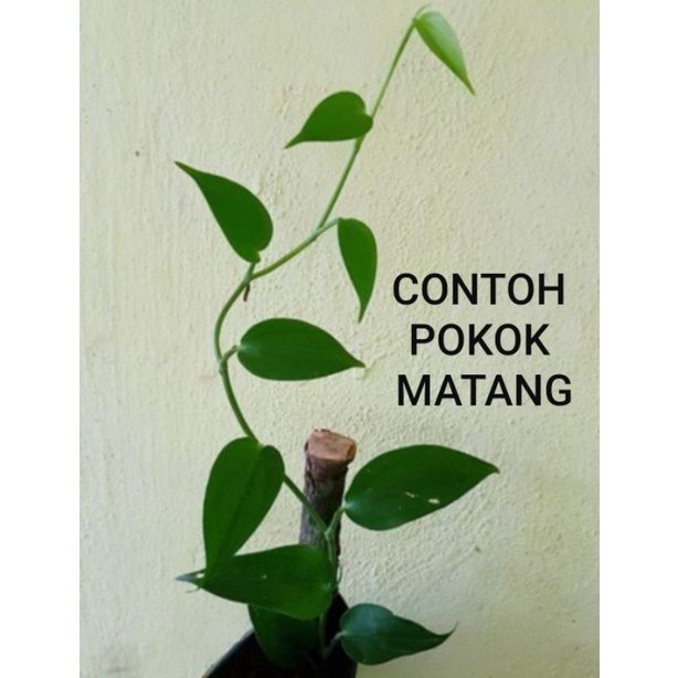 Anak Pokok Akar Ular aka Scindapsus Hederaceus (UPDATED SEPT 2022 ...