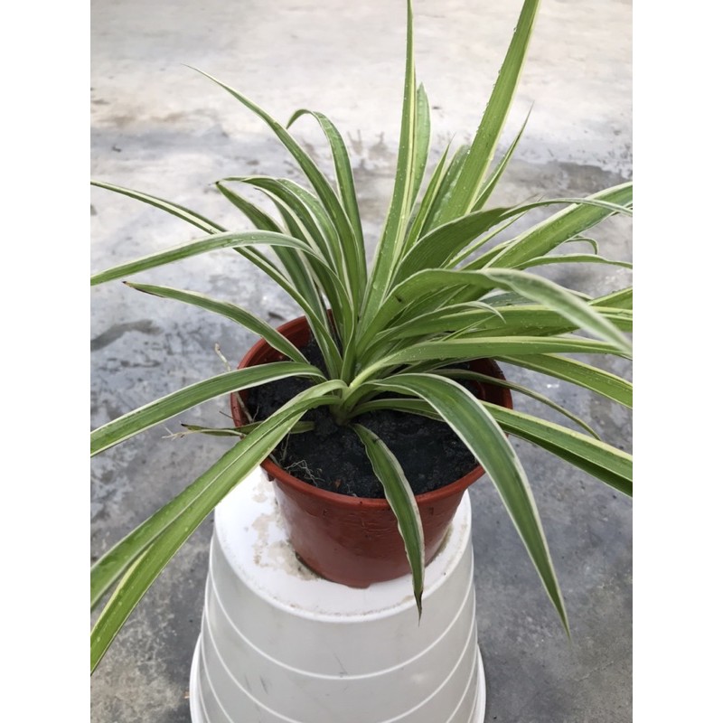 Pokok Spider Plant Viral! | Shopee Malaysia