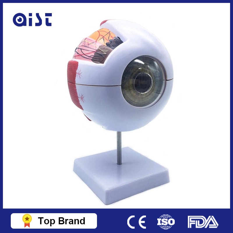 Eyeball Model Anatomical Eyeball Model Medical Learning Aid Teaching ...