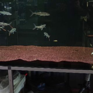 1kg ORIGINAL AQUARIUM JAPANESE RED GARNET/ RED SAND FOR MONSTER FISH ...