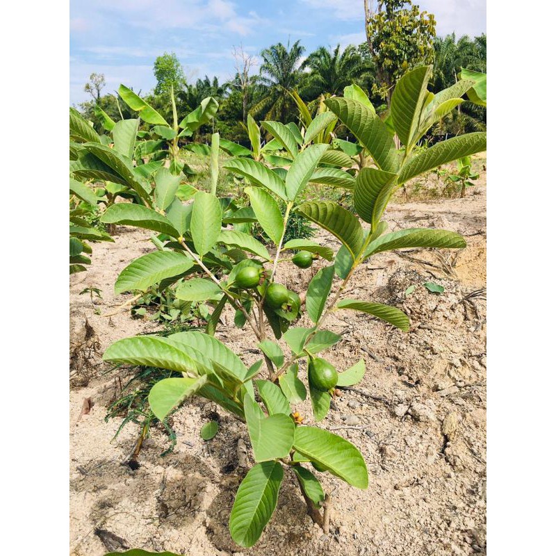 Pokok Jambu Lohan Hybrid | Shopee Malaysia