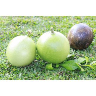 Ank pokok labu kayu. | Shopee Malaysia