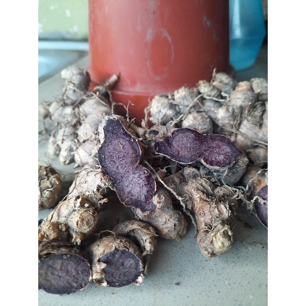 ubi kunyit hitam organik segar 100gram murah berbaloi | Shopee Malaysia