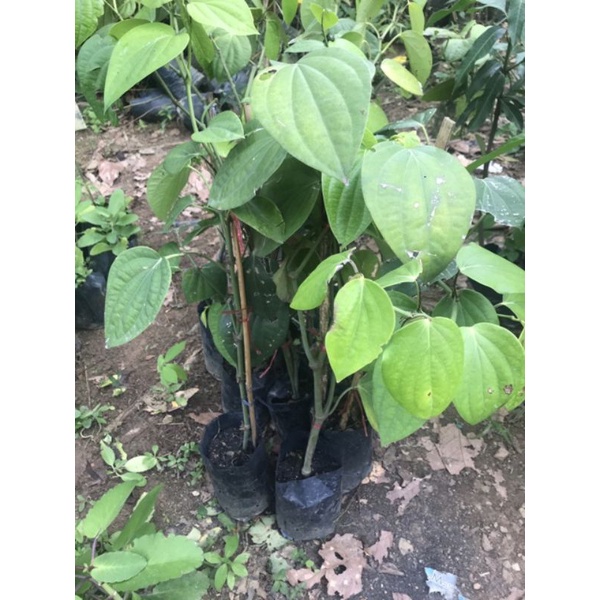 Anak Pokok Lada Hitam (Hybrid) Thai | Shopee Malaysia