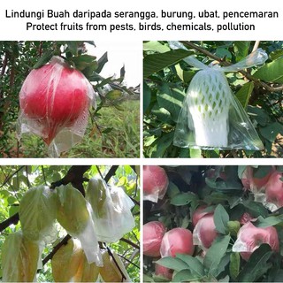 250pcs Plastik Pembalut Buah / Plastic Wrap Fruit / Fruit Wrapper ...
