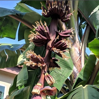 Benih Anak Sulur Pokok Pisang Raja Udang Merah - Red Banana seedling ...